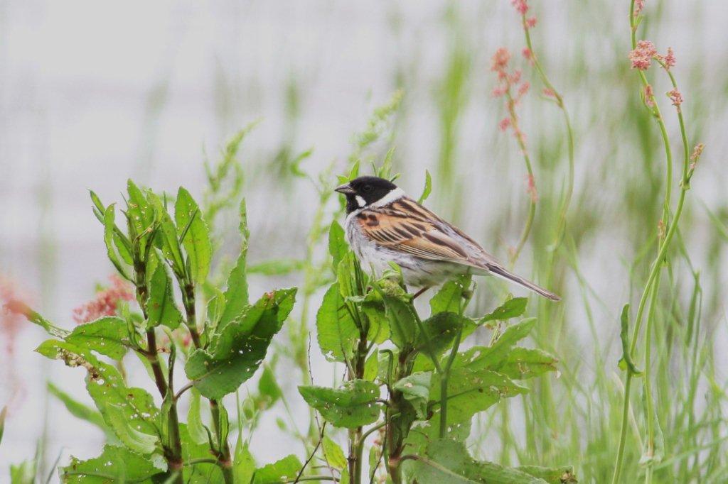 Sunday 01 June – Aylesbeare and Axe Estuary - Bristol Ornithological Club